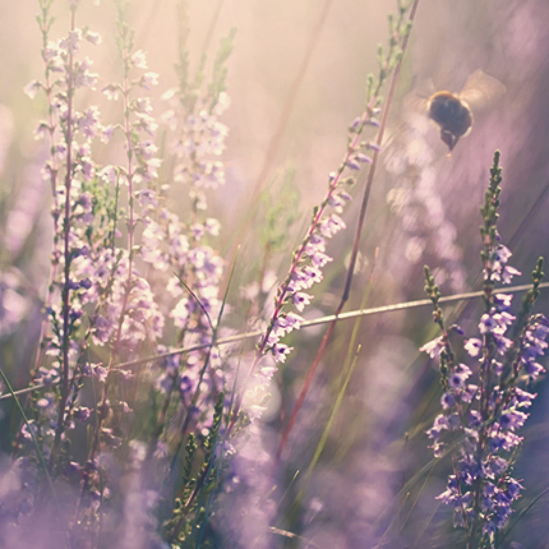 Heather Flower [Calluna Vulgaris] - Lumene US